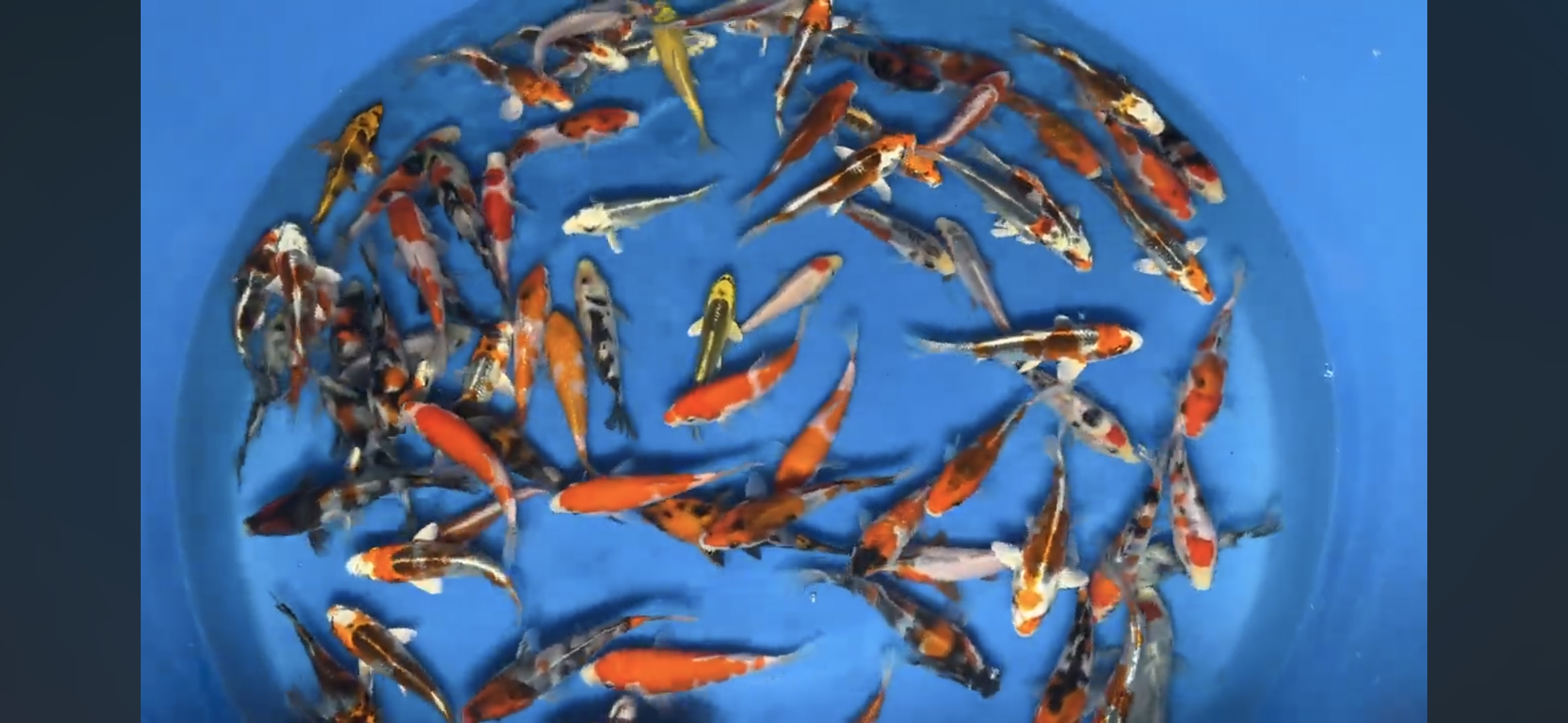 Japanse Koi Hosokai Mix - Koi Pleasure