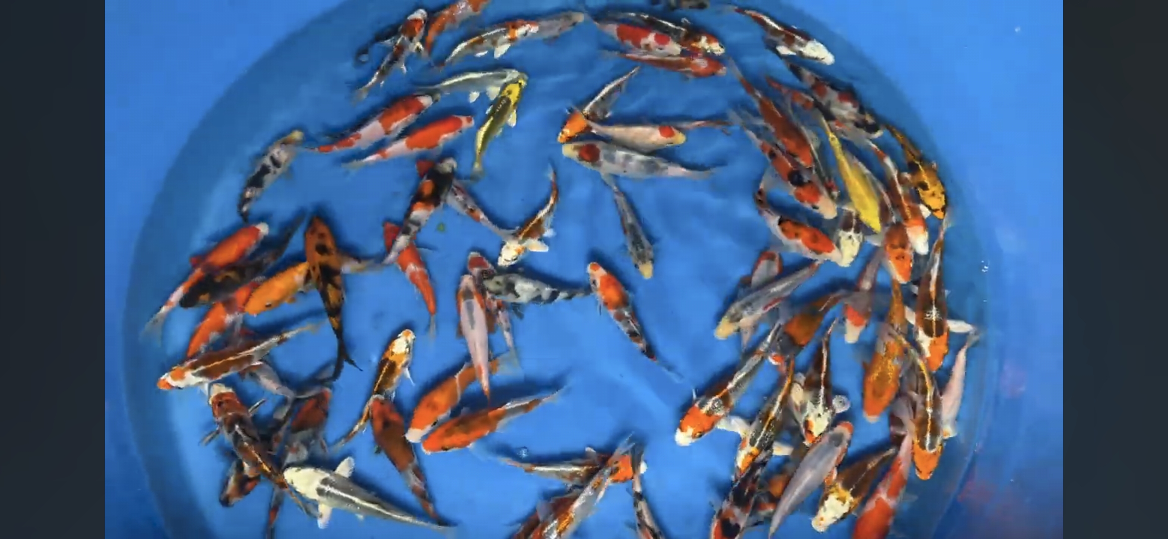 Japanse Koi Hosokai Mix - Koi Pleasure